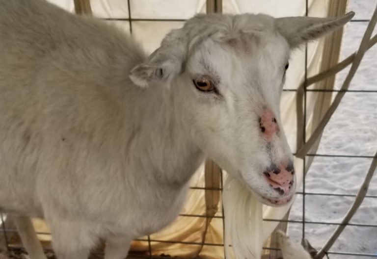 Causes of Hair Loss in Goats - Goat Journal